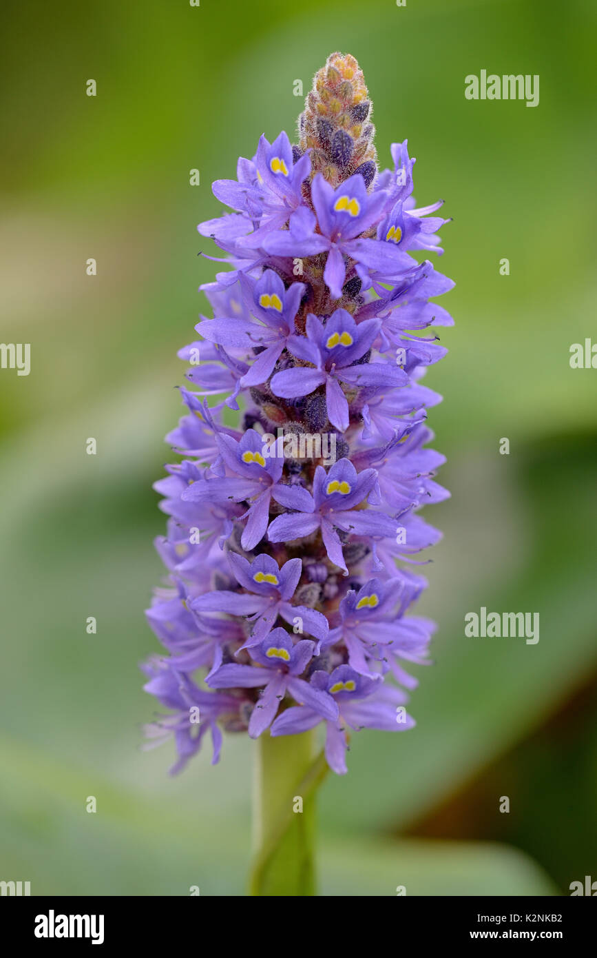 Pickerelweed hi-res stock photography and images - Alamy