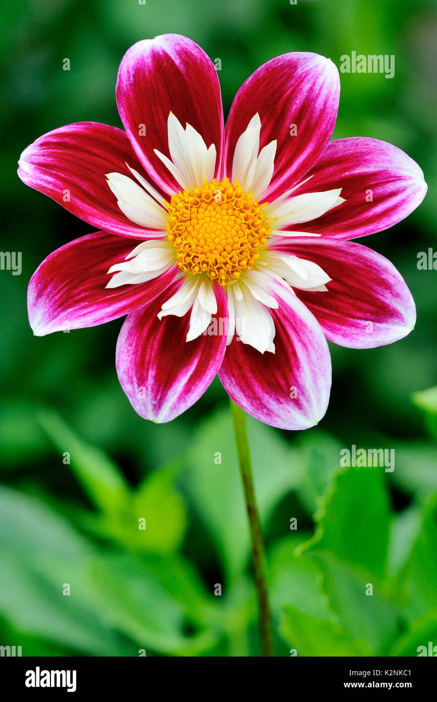 Dahlia (Dahlia sp.), Variety Collarette Princess, flower, North Rhine ...