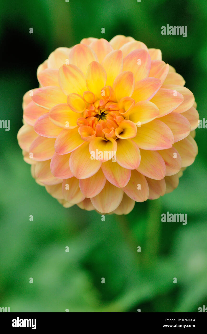 Brandon james dahlia hi-res stock photography and images - Alamy