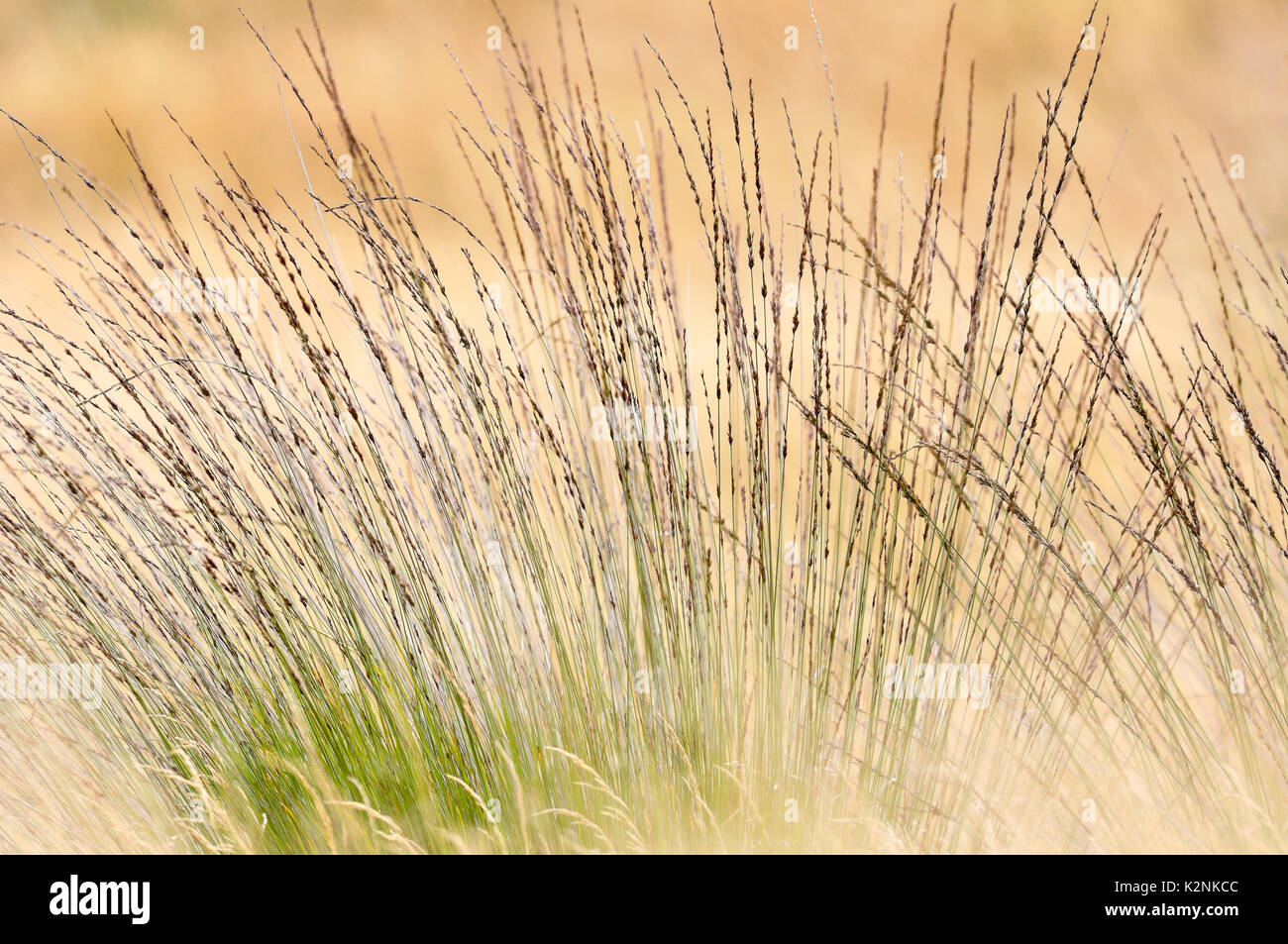 Moor-grass (Molinia), nature reserve Westruper Heide, North Rhine ...