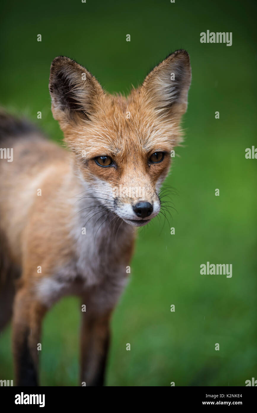 American red fox Yosemite national park California USA Stock Photo - Alamy