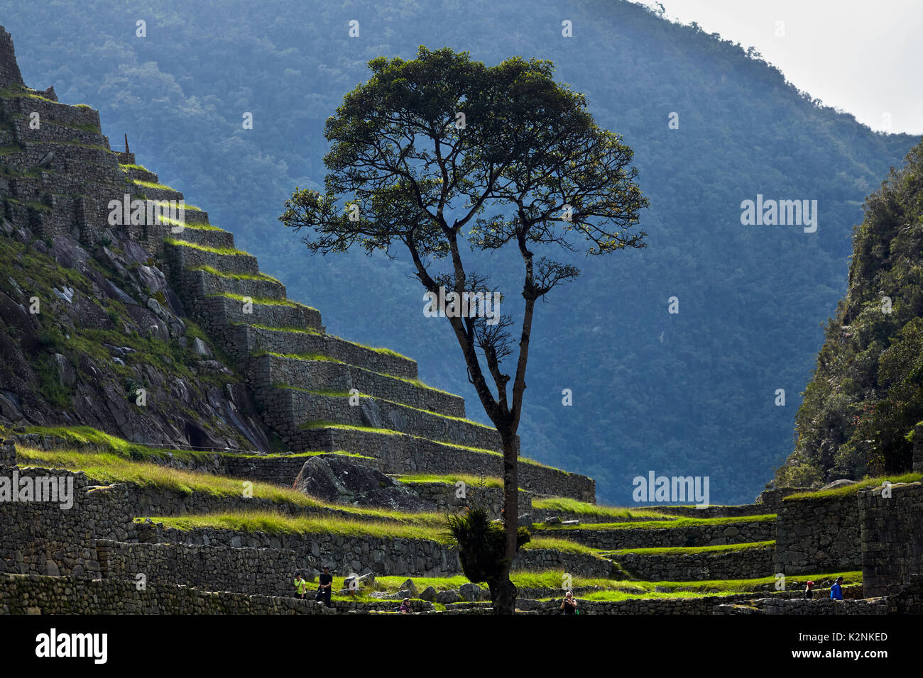 Tree and cultivation terraces, Machu Picchu (World Heritage Site ...