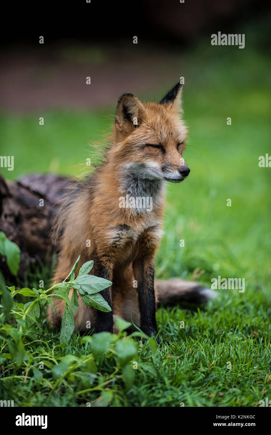 American red fox Yosemite national park California USA Stock Photo - Alamy