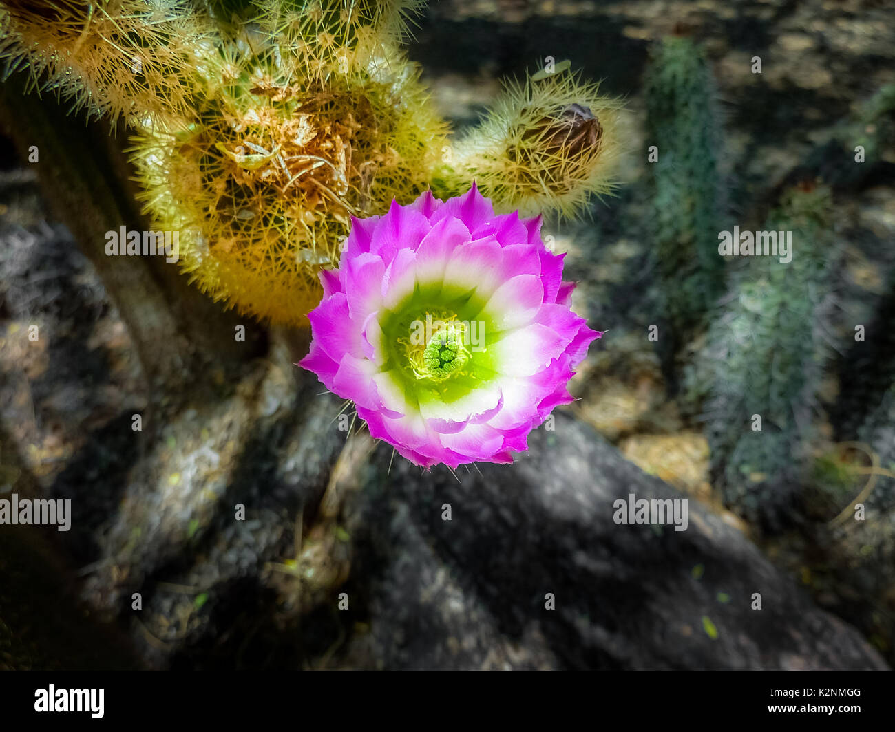 A cactus is in bloom in the desert near Phoenix, Arizona, United States ...