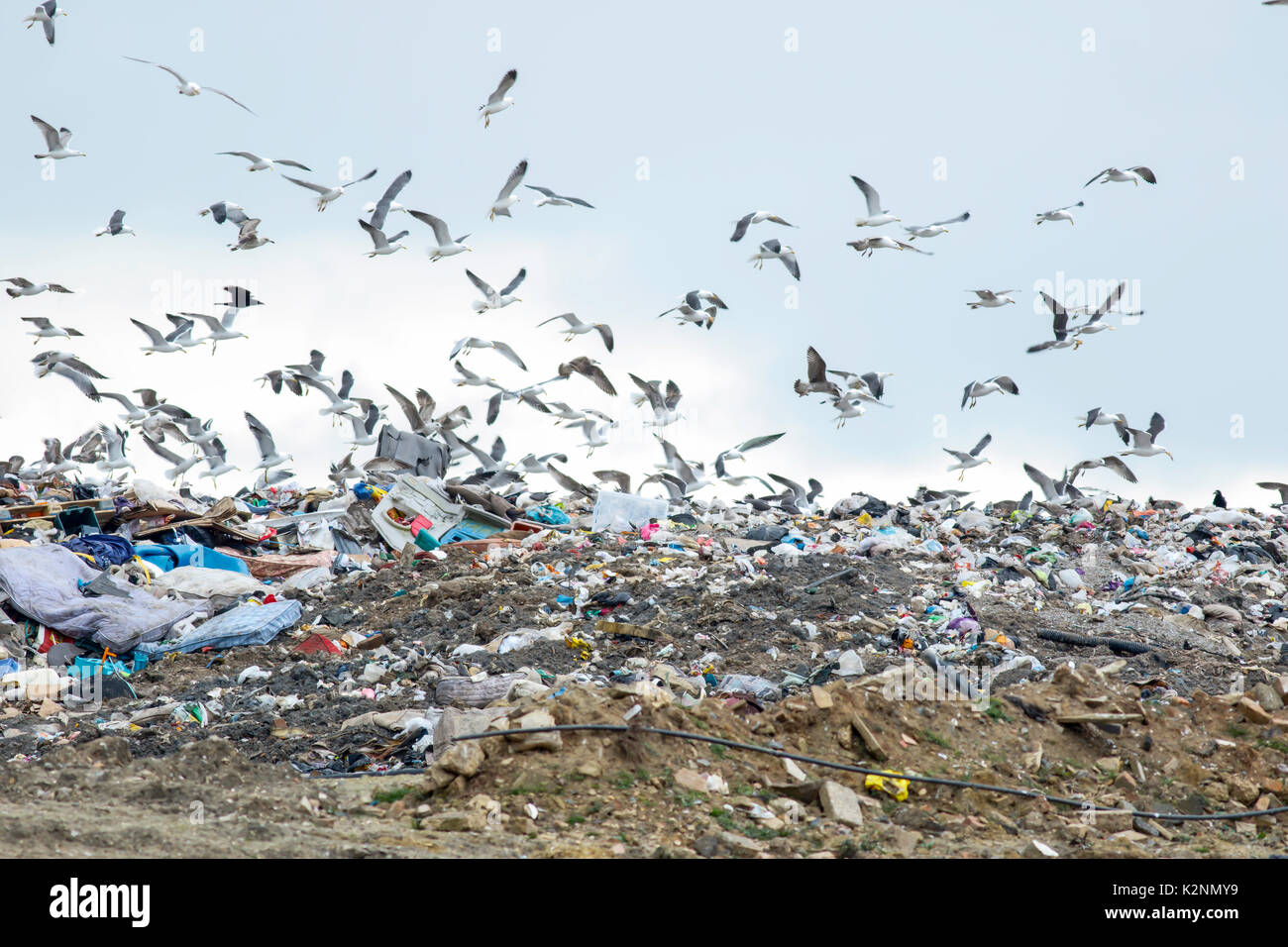 Food waste landfill hi-res stock photography and images - Alamy