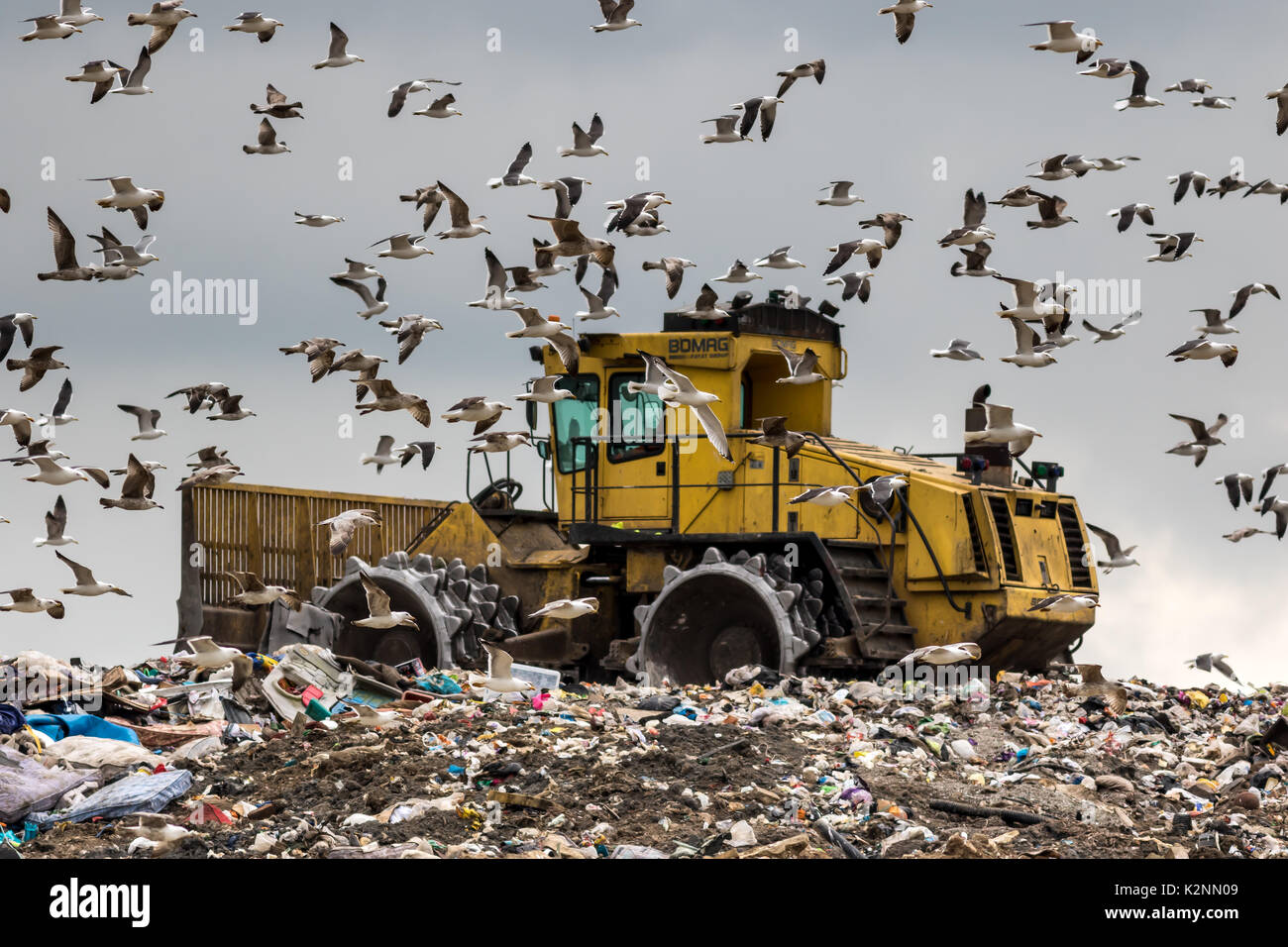 Birds searching for food mob a landfill bulldozer Stock Photo - Alamy