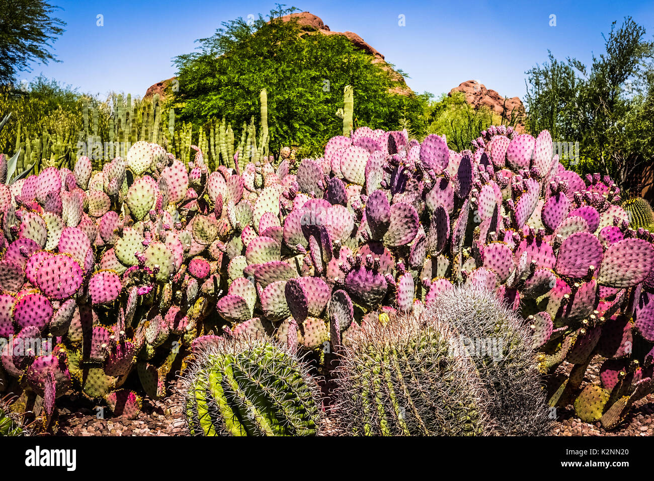 Multiple desert plants hi-res stock photography and images - Alamy