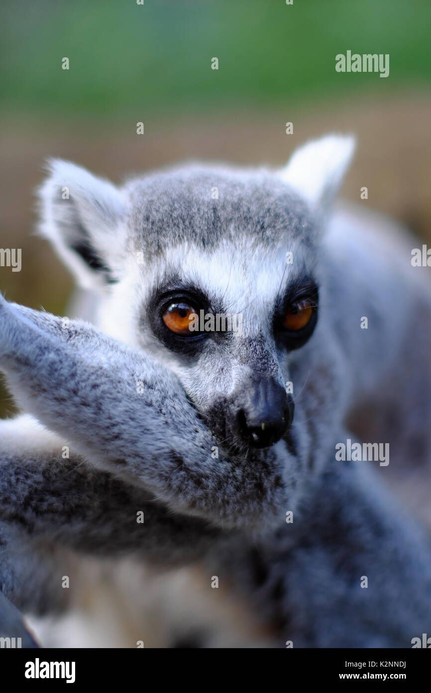 Ring Tailed Lemur looking depressed Stock Photo - Alamy