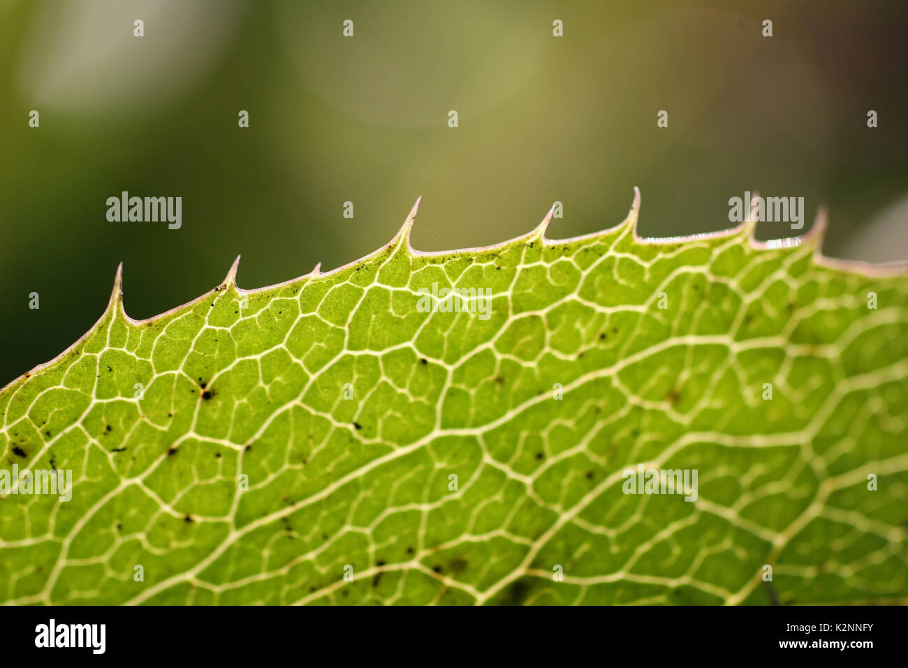 serrated green leaf edge closeup Stock Photo - Alamy