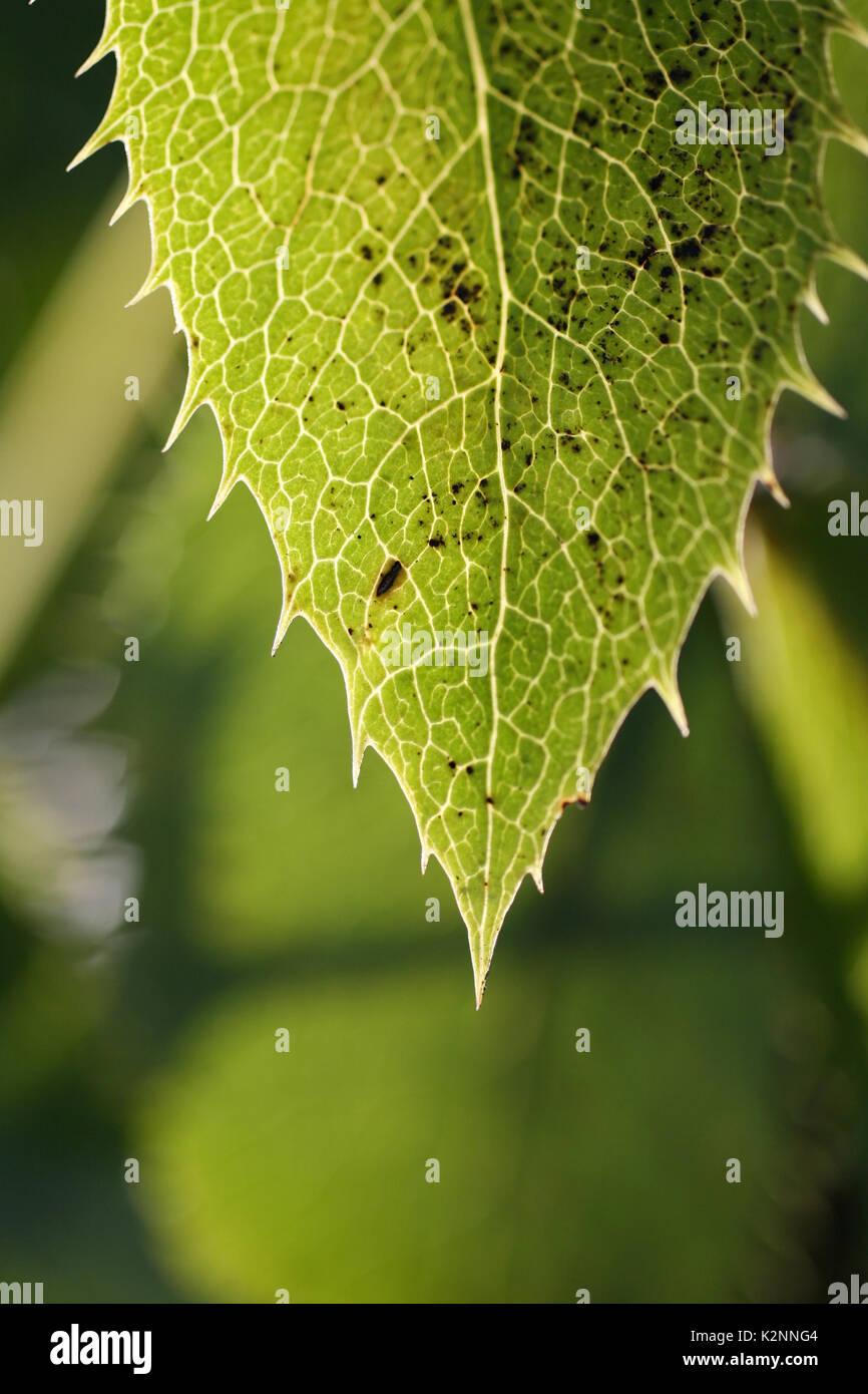 serrated green leaf edge closeup Stock Photo - Alamy