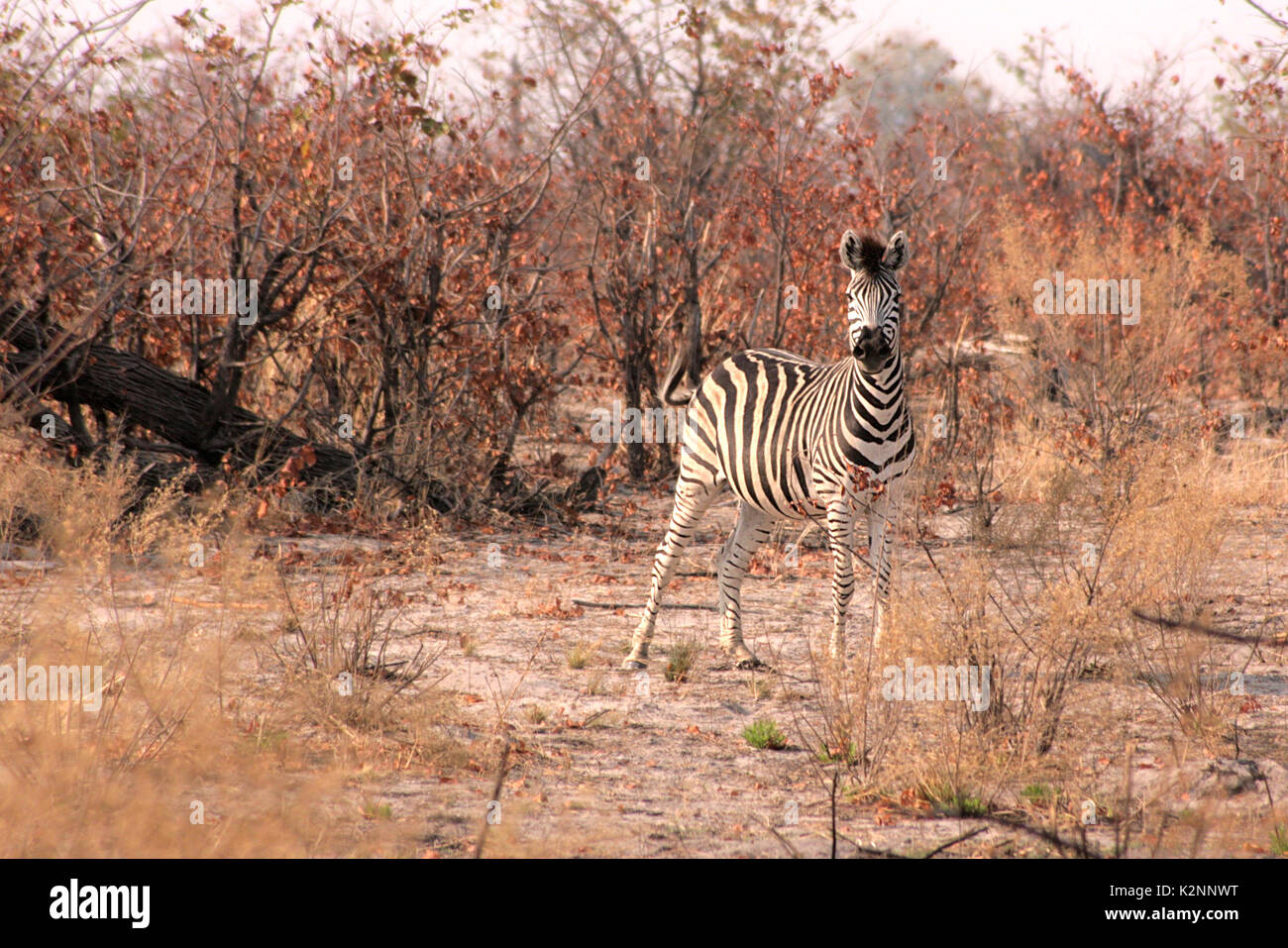 Startled horse hi-res stock photography and images - Alamy