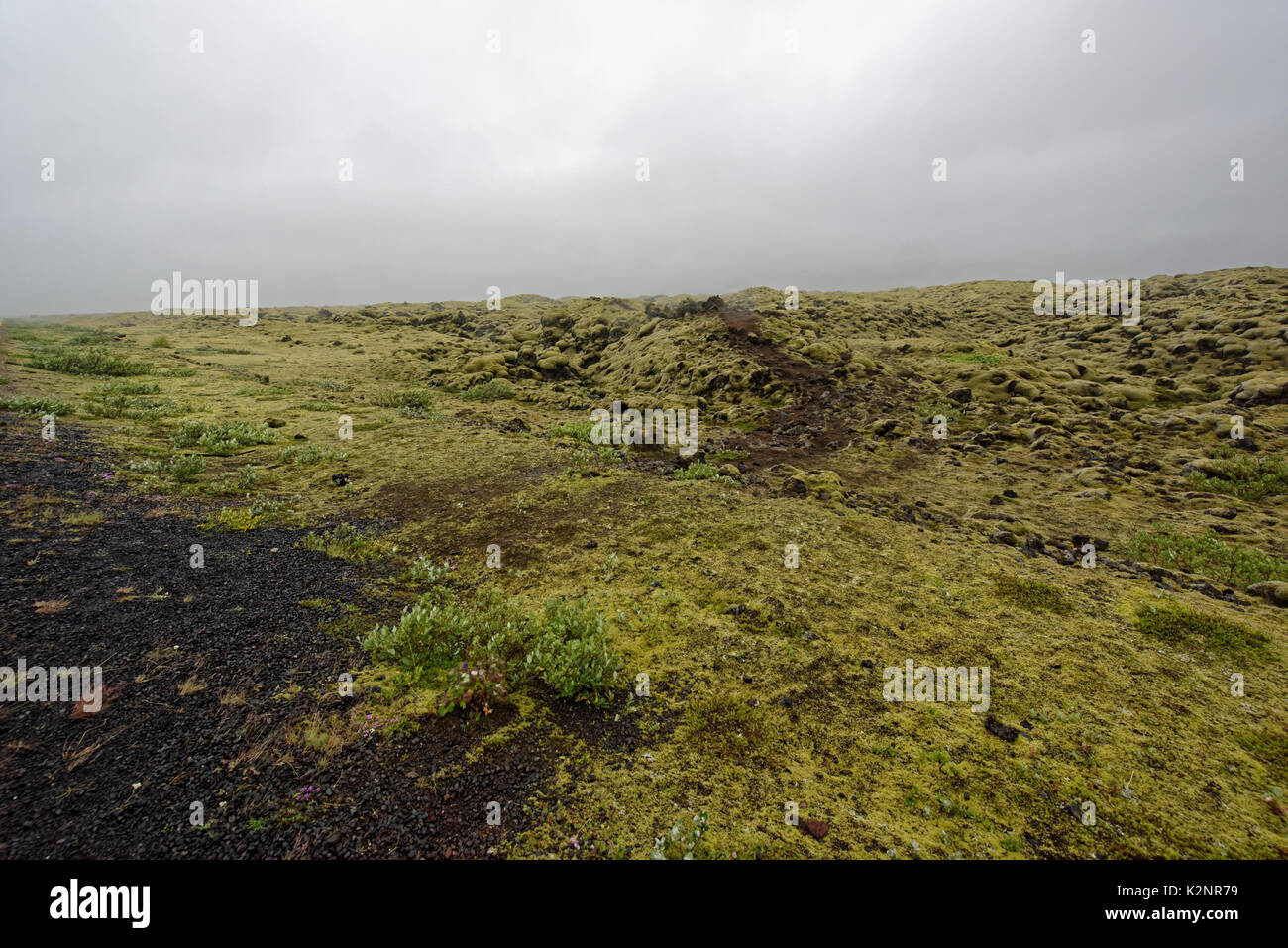 Bizarre lava formations surrounded by cotton grass, Skaelingar mountain ...