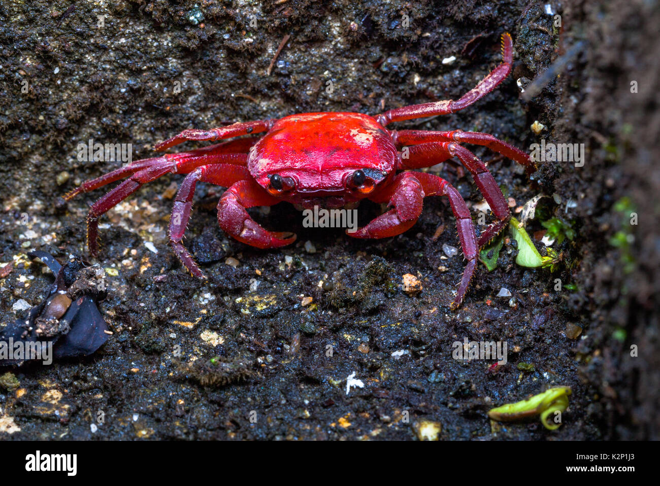 red crab with her eggs near waterfall.red crabs are inhabited by ...