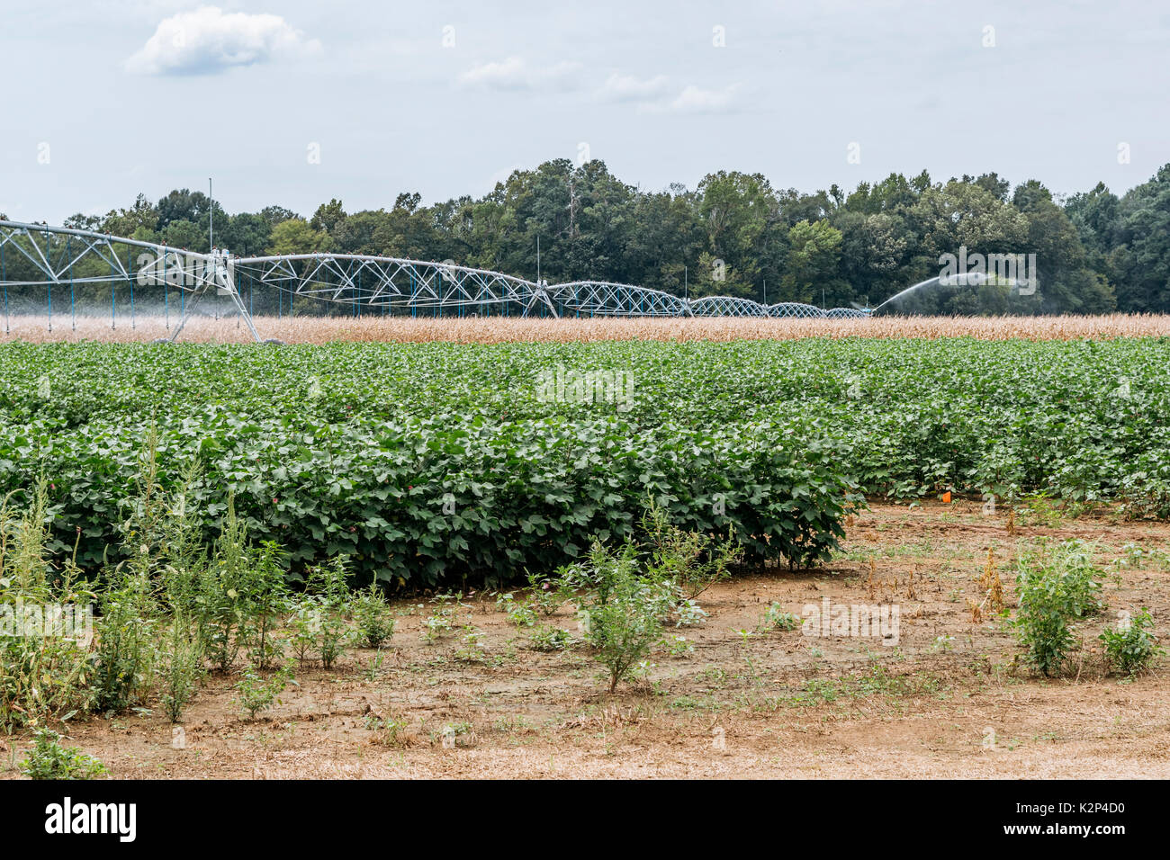 Center pivot irrigation system in operation irrigating cotton fields in ...