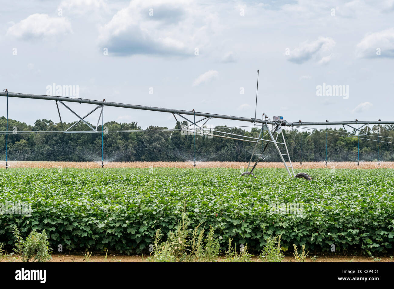 Center pivot irrigation system in operation irrigating cotton fields in ...