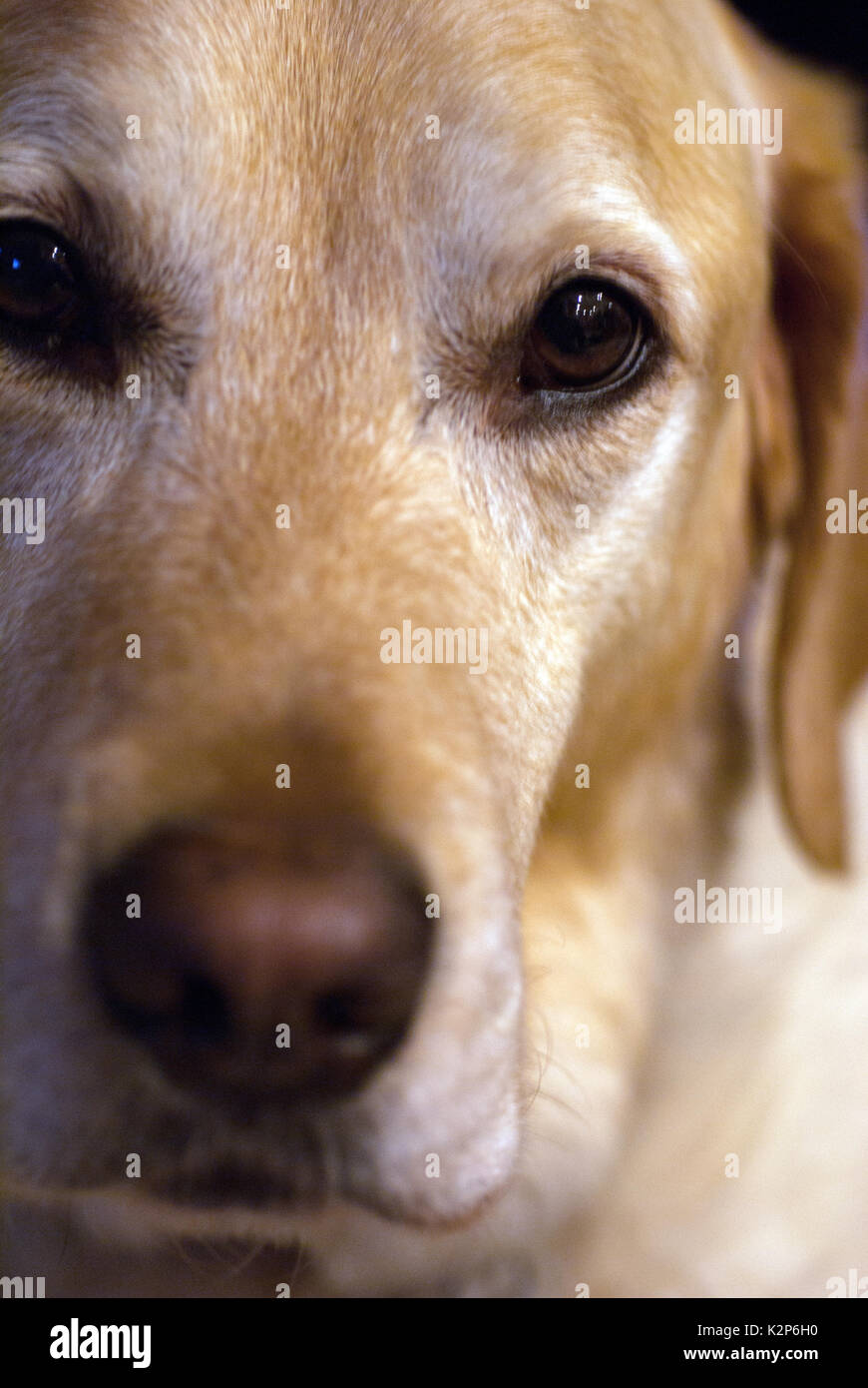Labrador eyes hi-res stock photography and images - Alamy
