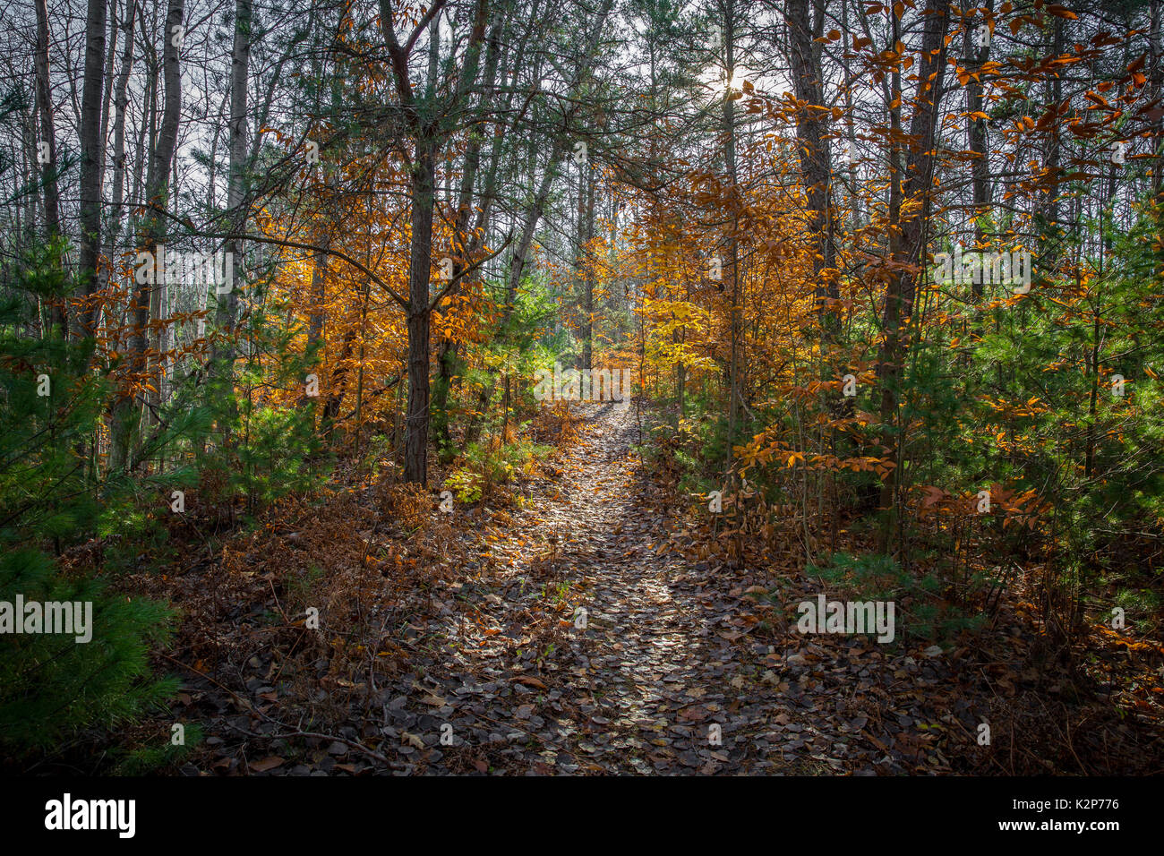 Fall walk through the woods Stock Photo - Alamy