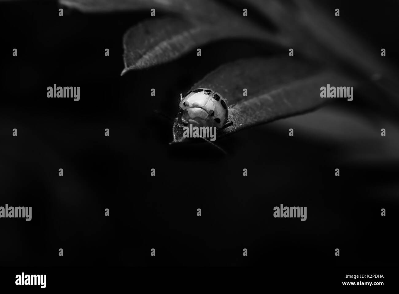 Insect with close-up detailed view Stock Photo - Alamy