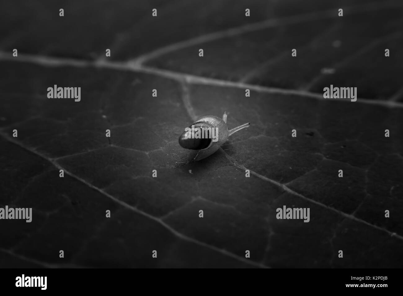 Snail with close-up detailed view Stock Photo - Alamy