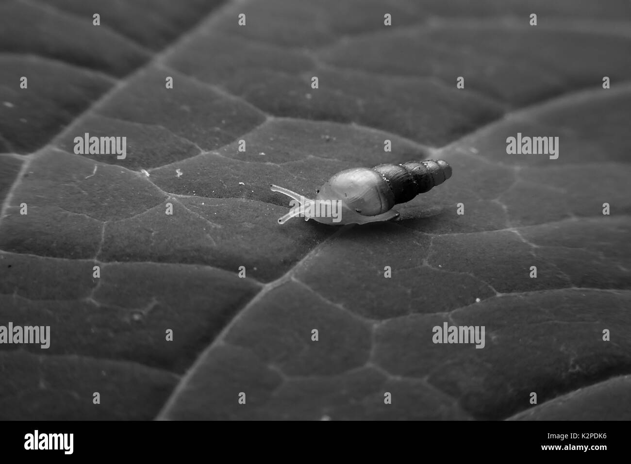 Snail with close-up detailed view Stock Photo - Alamy
