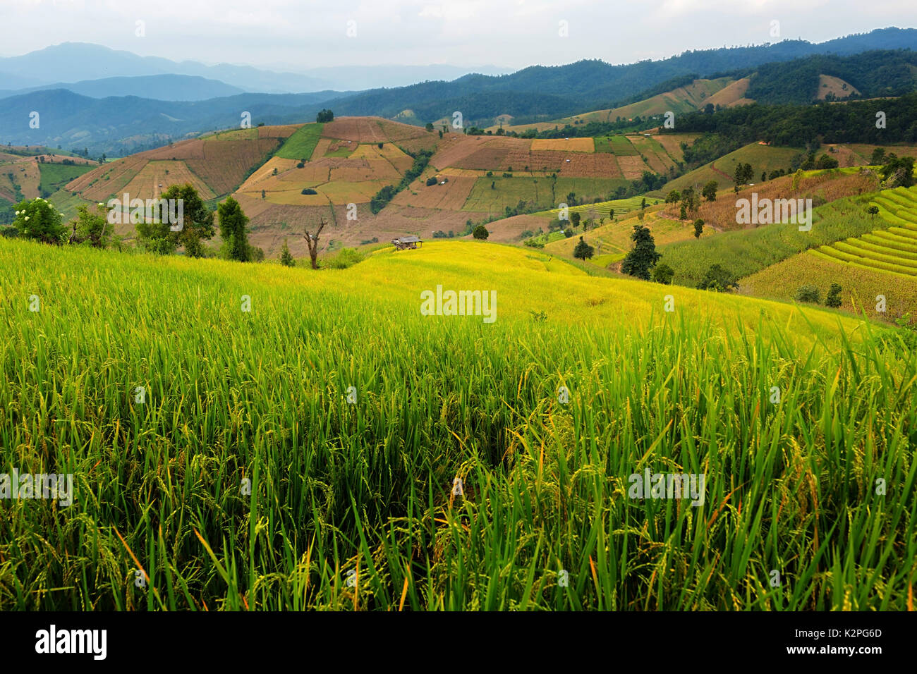 Rice terraces in Chiang Mai, Thailand Stock Photo - Alamy