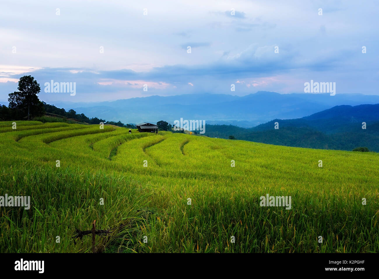 Rice terraces in Chiang Mai, Thailand Stock Photo - Alamy