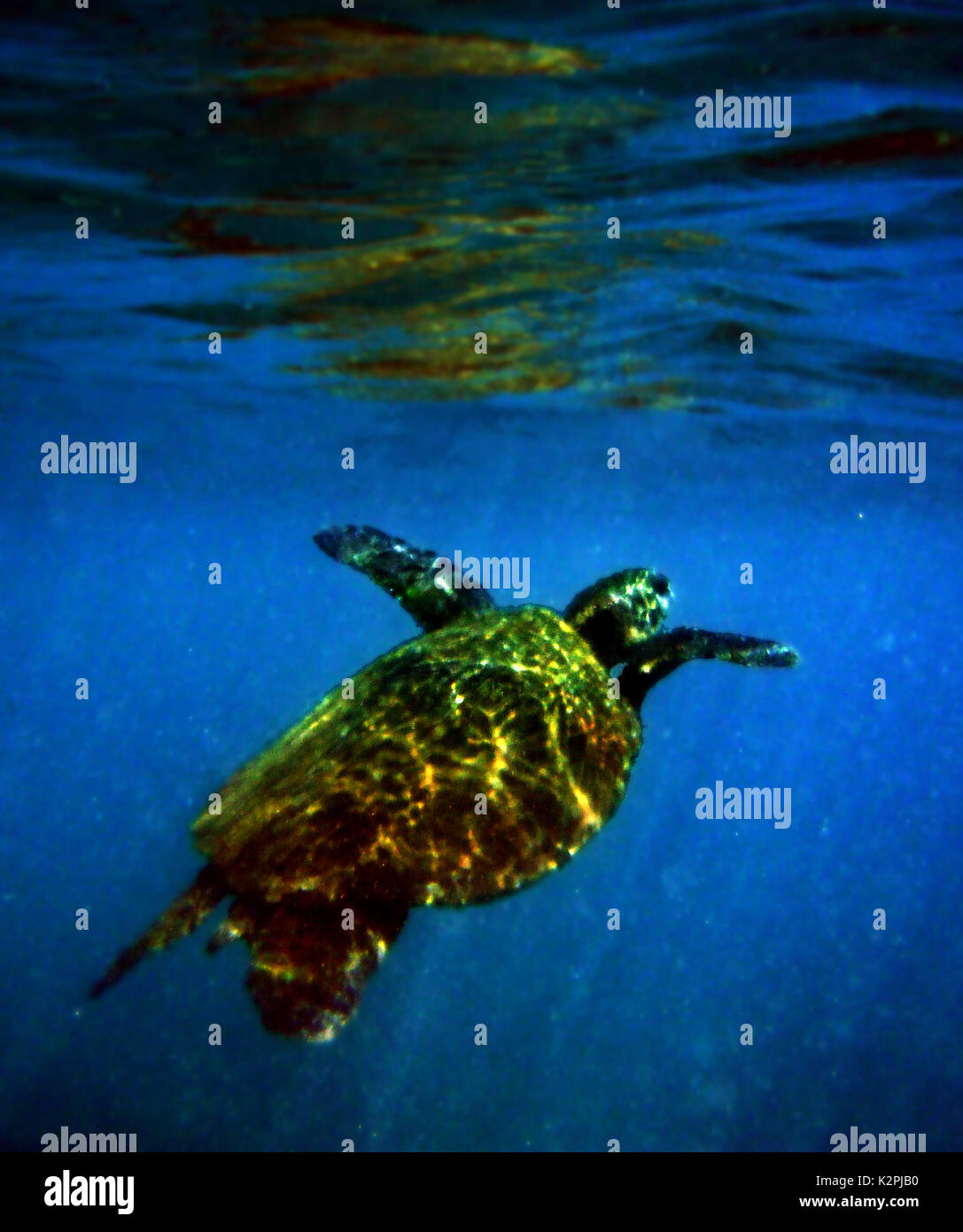 Big Island, Hawaii, USA. 20th Jan, 2010. A green sea turtle slowly ...