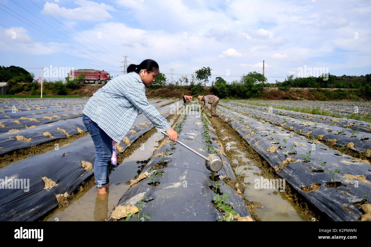 Farmer planting vegetables city hi-res stock photography and images - Alamy