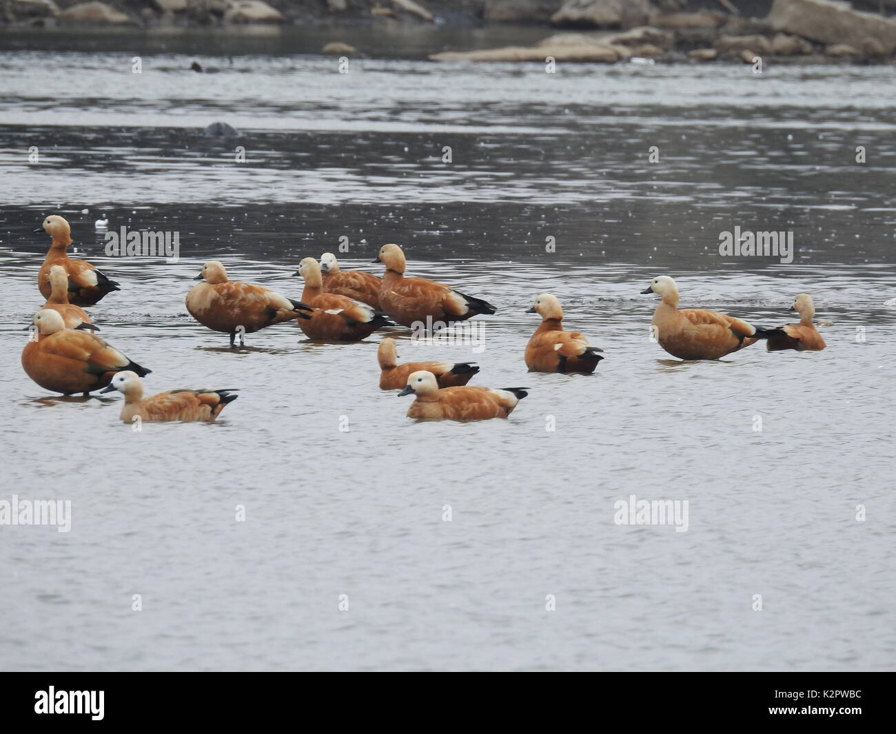Jilin, Jilin, China. 9th Nov, 2017. Jilin, CHINA-9th November 2017 ...