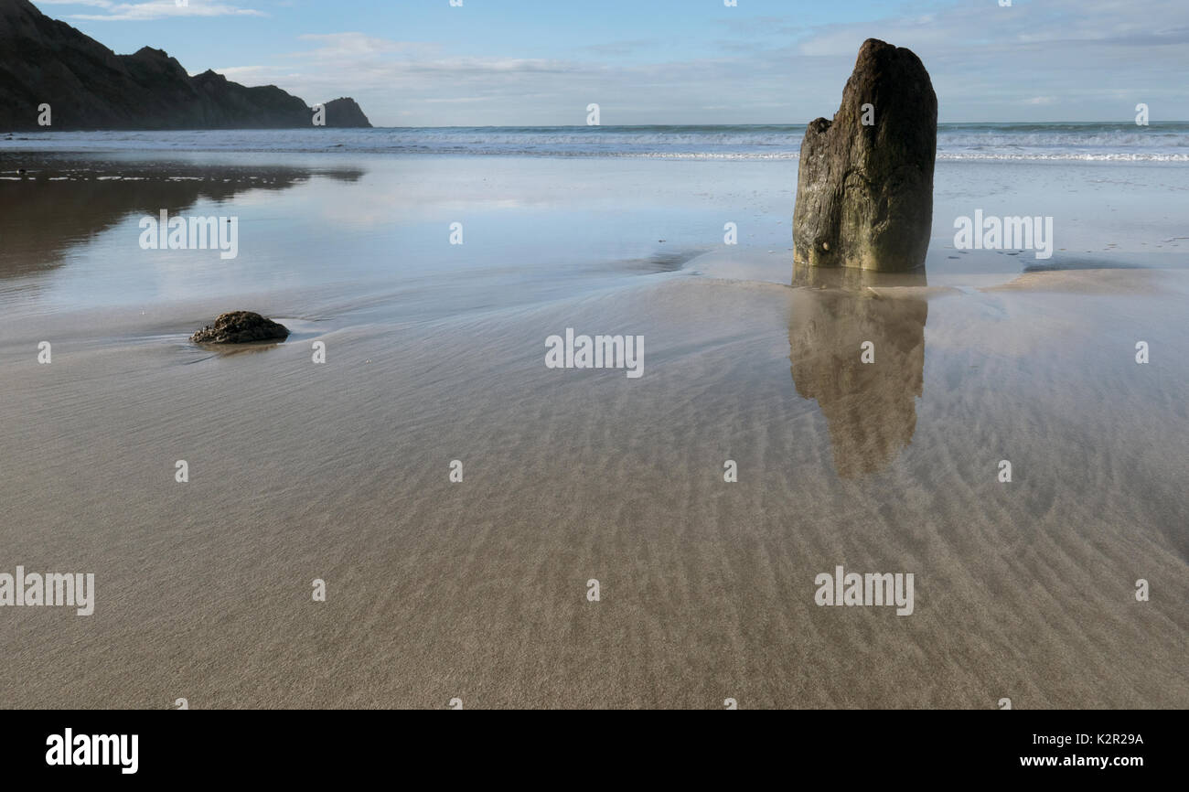 Petrified tree stump in sand at low tide, Sponge Bay, Gisborne, New ...