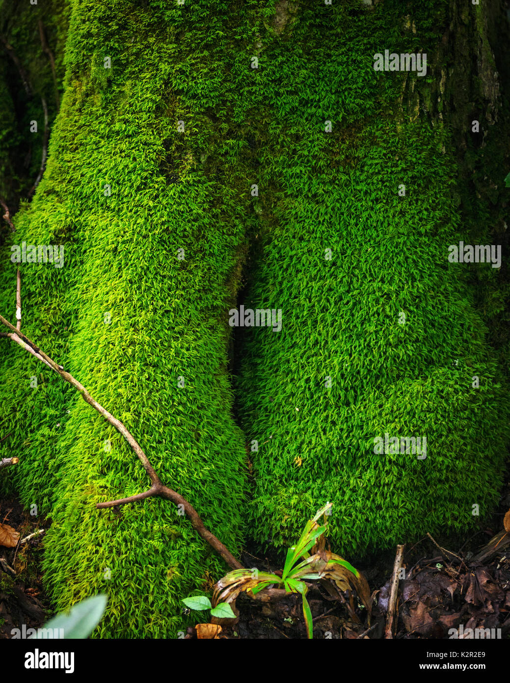 Swampland Tree High Resolution Stock Photography and Images - Alamy