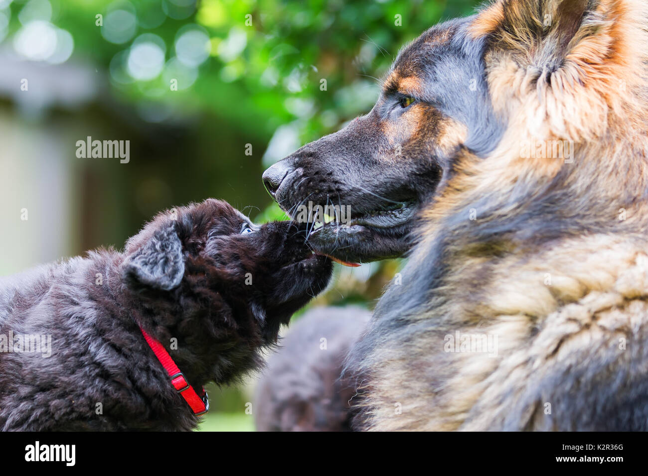 adult Old German Shepherd plays with a puppy on the lawn Stock Photo ...