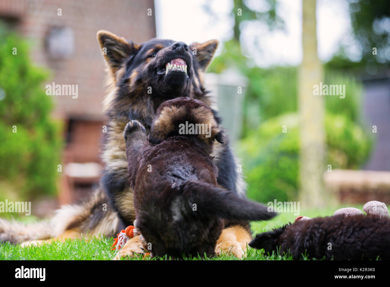 adult Old German Shepherd shows aggression against with a puppy on the ...