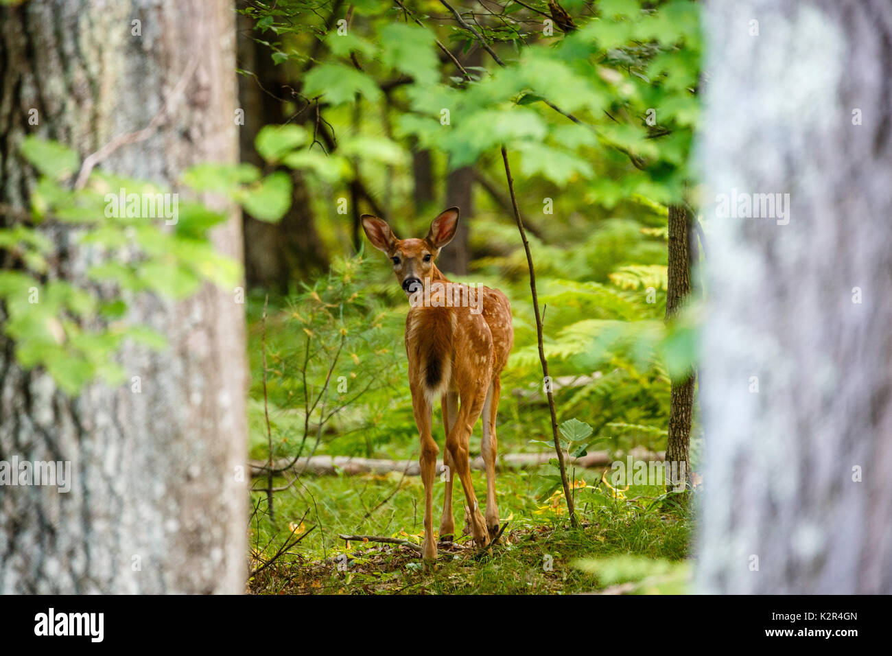 White tailed deer looking back hi-res stock photography and images - Alamy