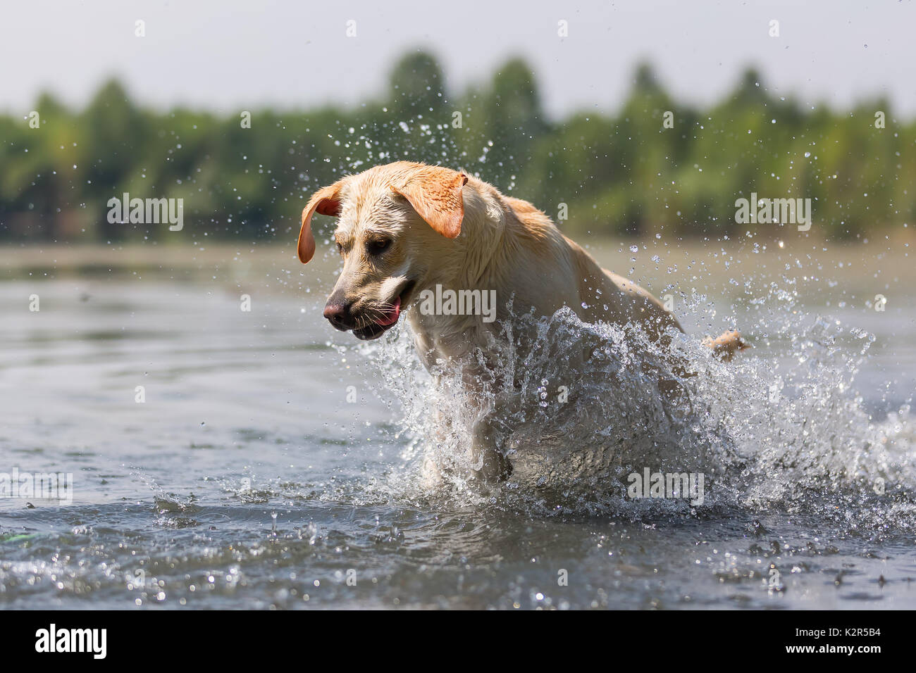 Labrador splashing through water hi-res stock photography and images ...