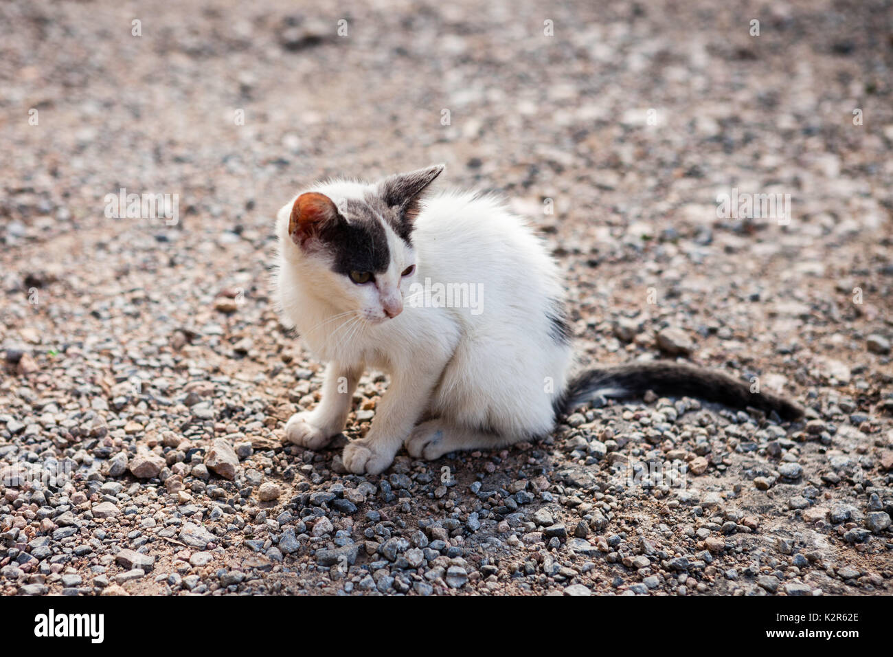 Small cat hi-res stock photography and images - Alamy