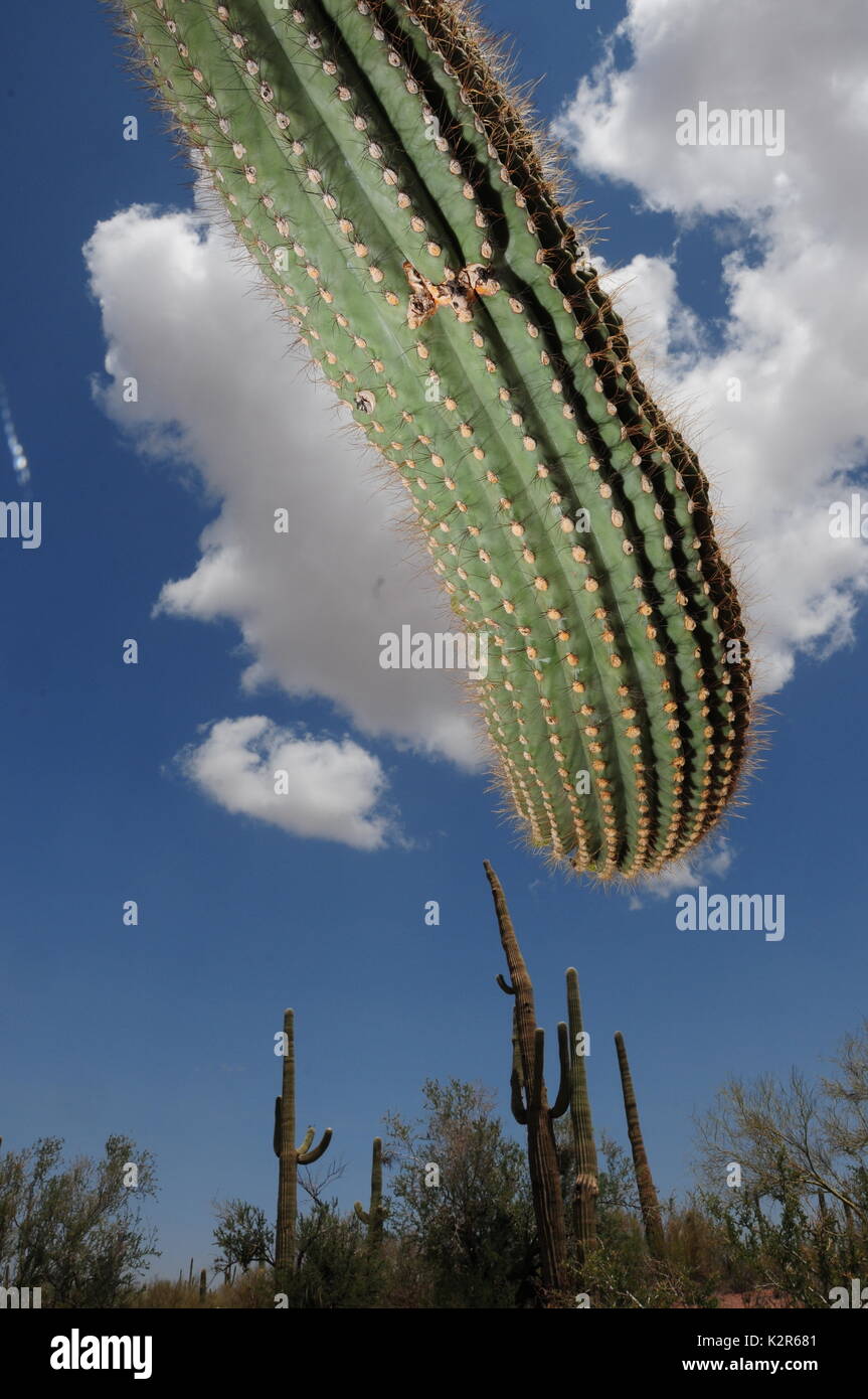 Sonoran Desert, Ironwood Forest National Monument, Eloy, Arizona, USA ...