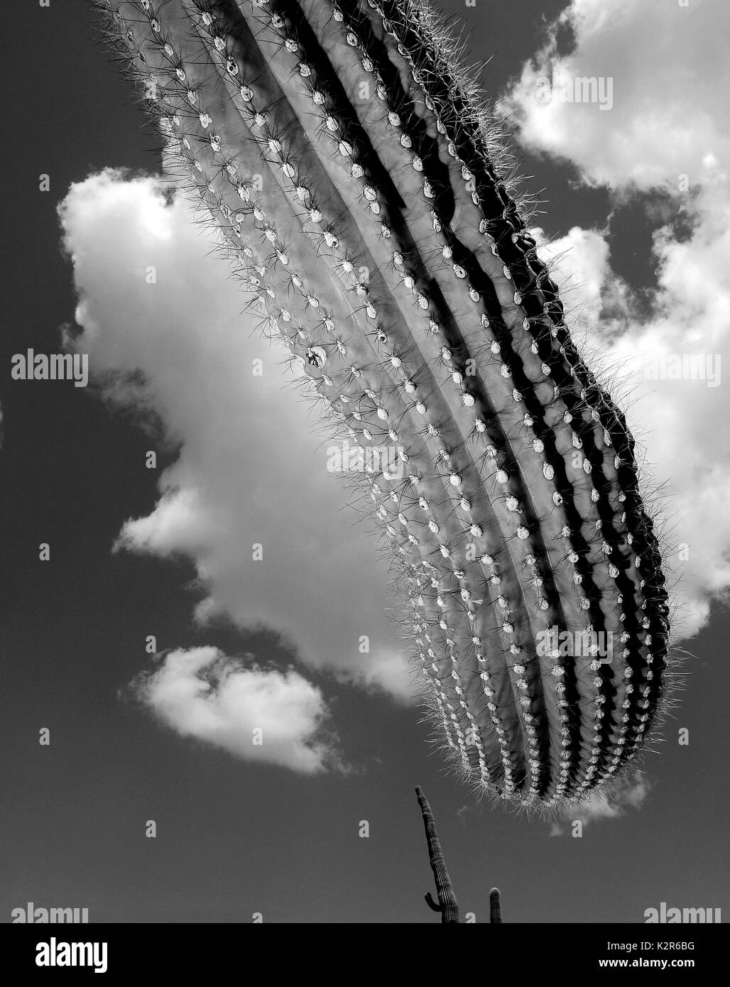 Sonoran Desert, Ironwood Forest National Monument, Eloy, Arizona, USA ...