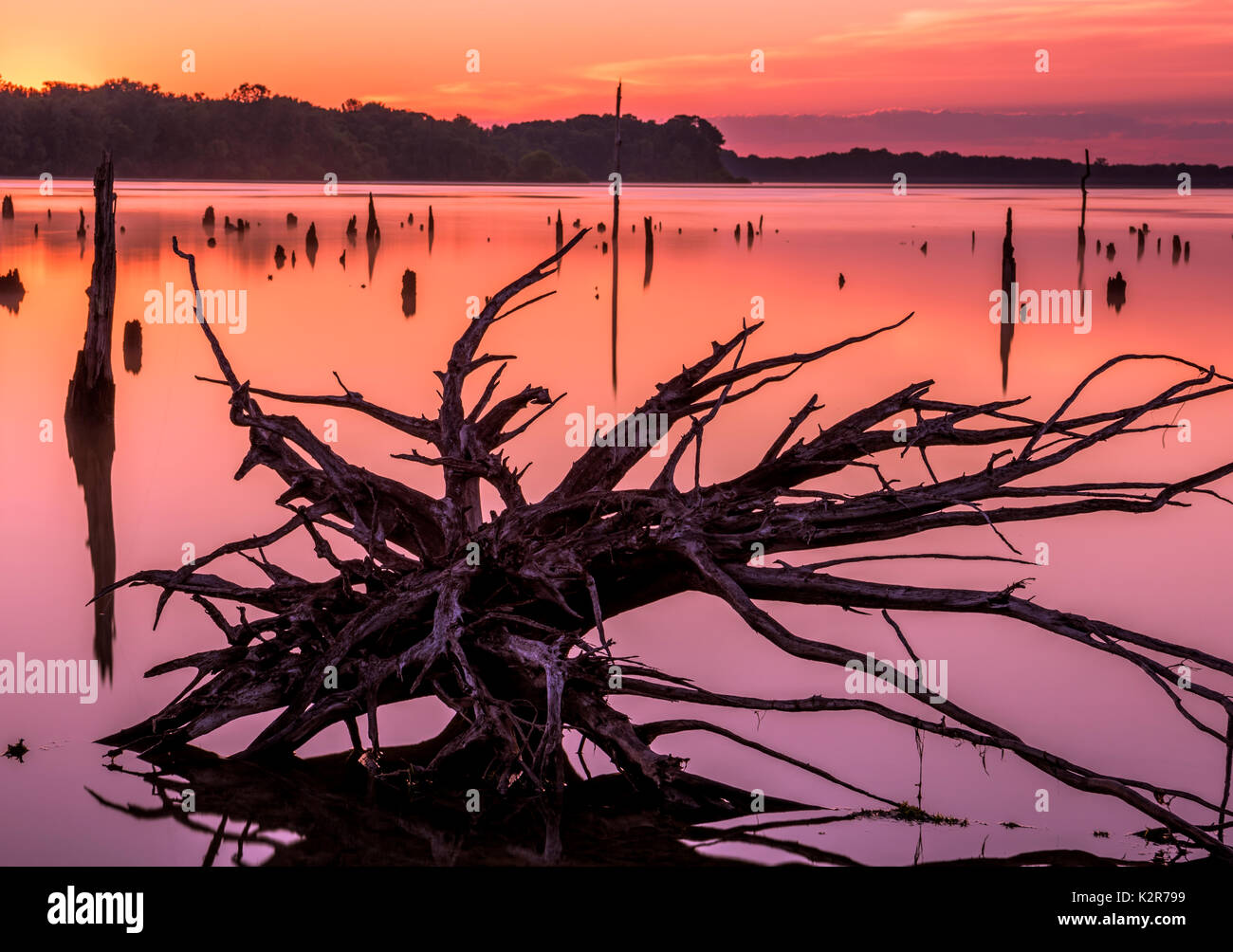 Colorful lake background with a dead tree on the foreground. Warm ...