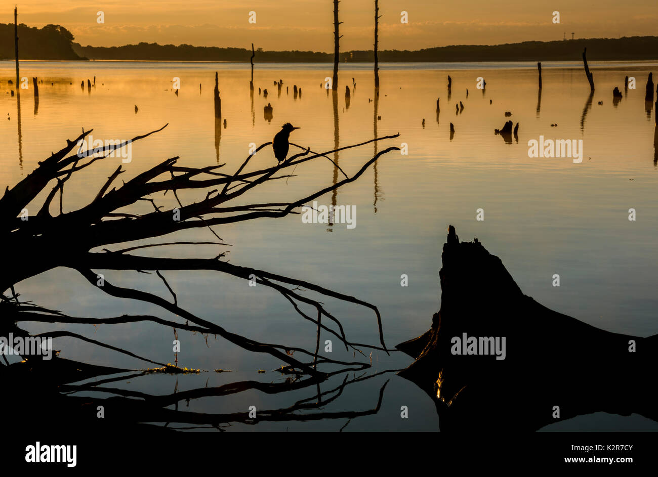 Colorful lake background with a dead tree and a bird on the foreground ...