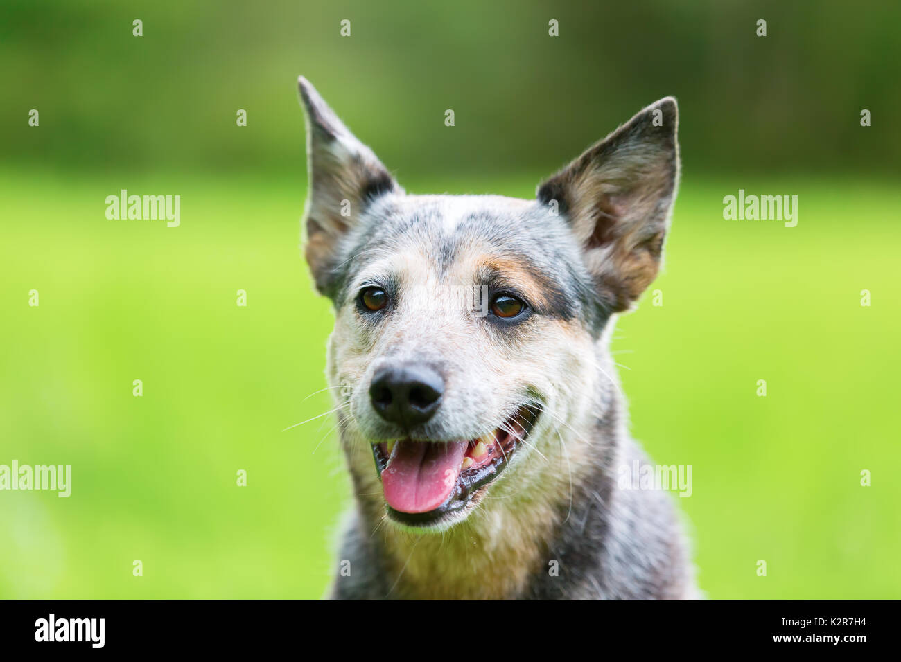 head portrait picture of an Australian cattledog Stock Photo - Alamy head portrait picture of an Australian cattledog Stock Photo - Alamy