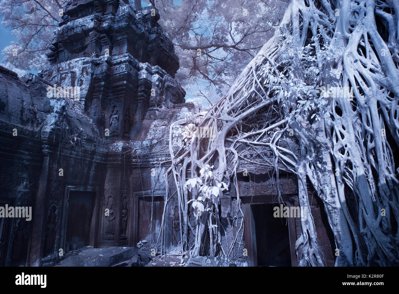 World roots hi-res stock photography and images - Alamy