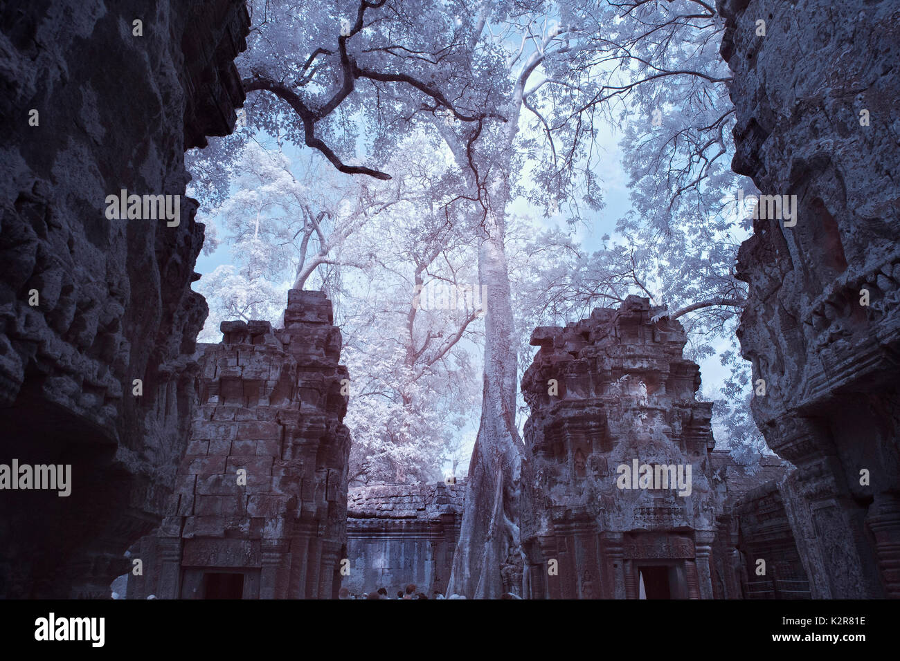 Antique tree roots hi-res stock photography and images - Alamy