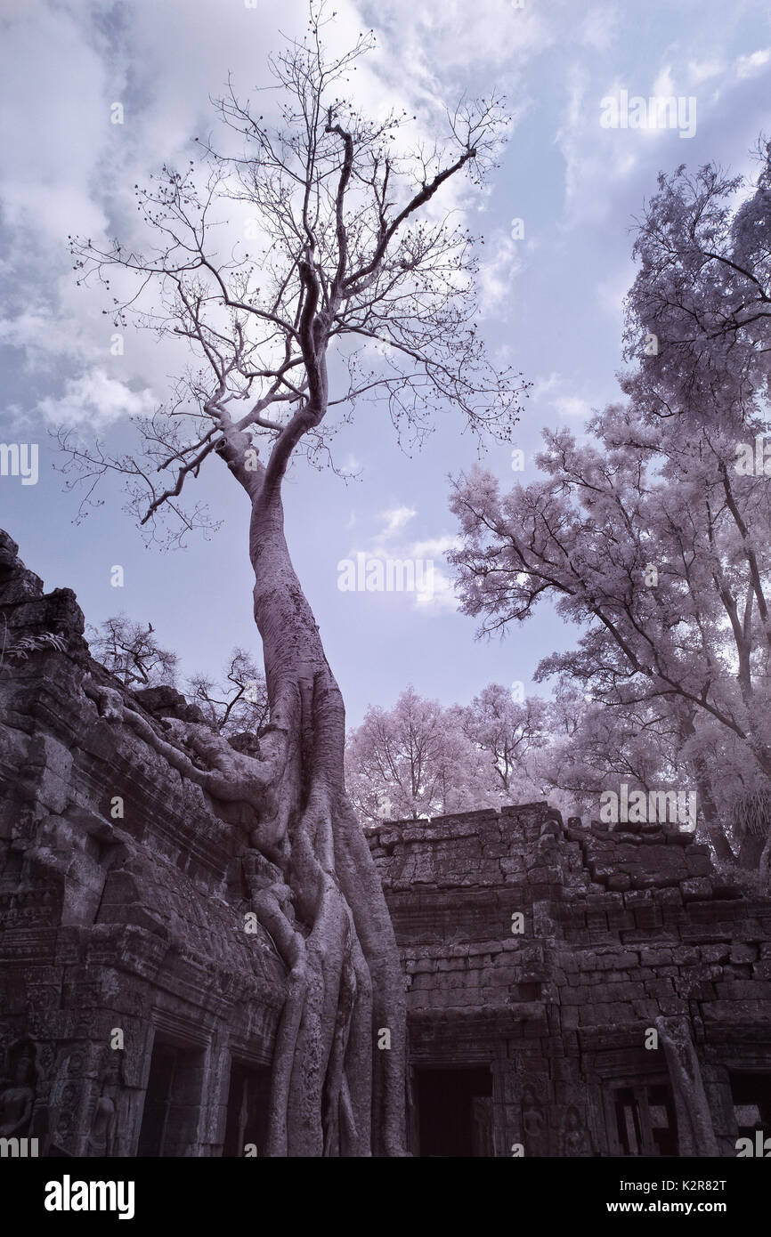 Banyan tree roots hi-res stock photography and images - Alamy