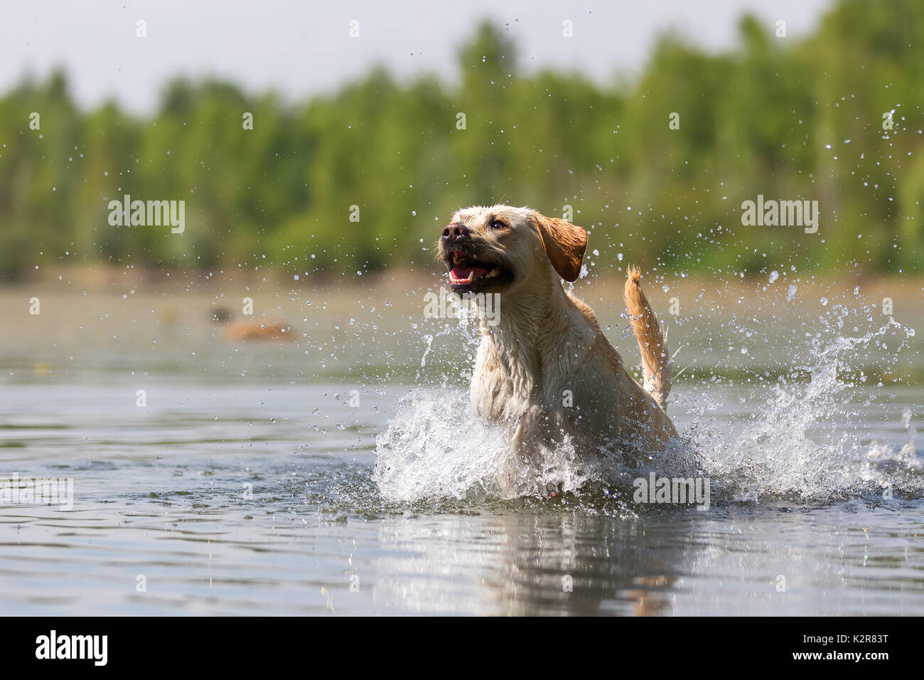 Labrador splashing through water hi-res stock photography and images ...