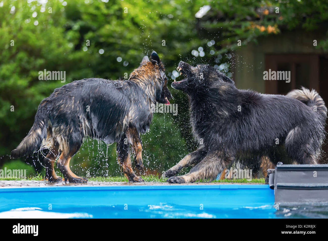 picture of Old German Shepherd dogs who play at a swimming pool Stock ...