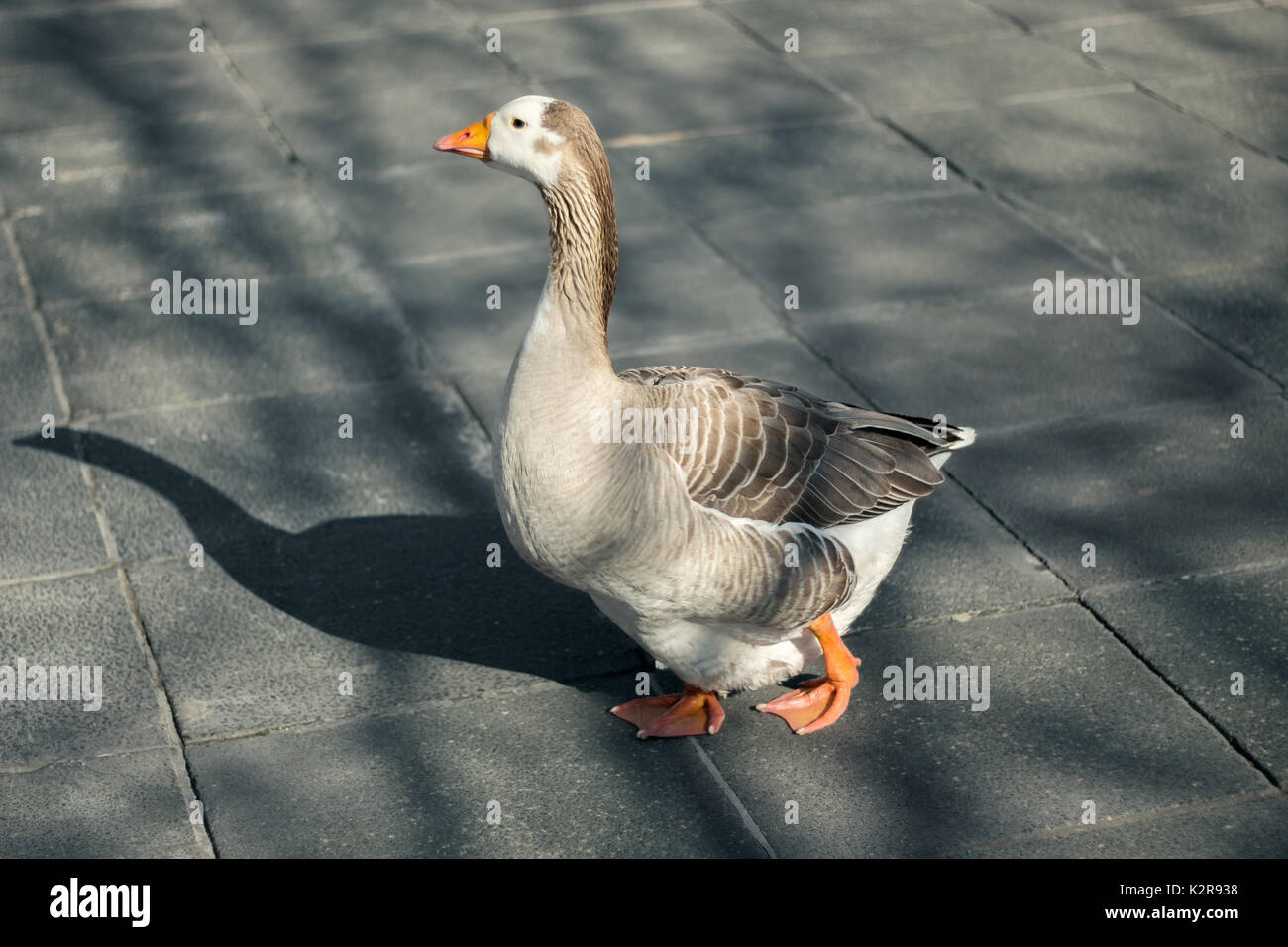 Wandering goose hi-res stock photography and images - Alamy