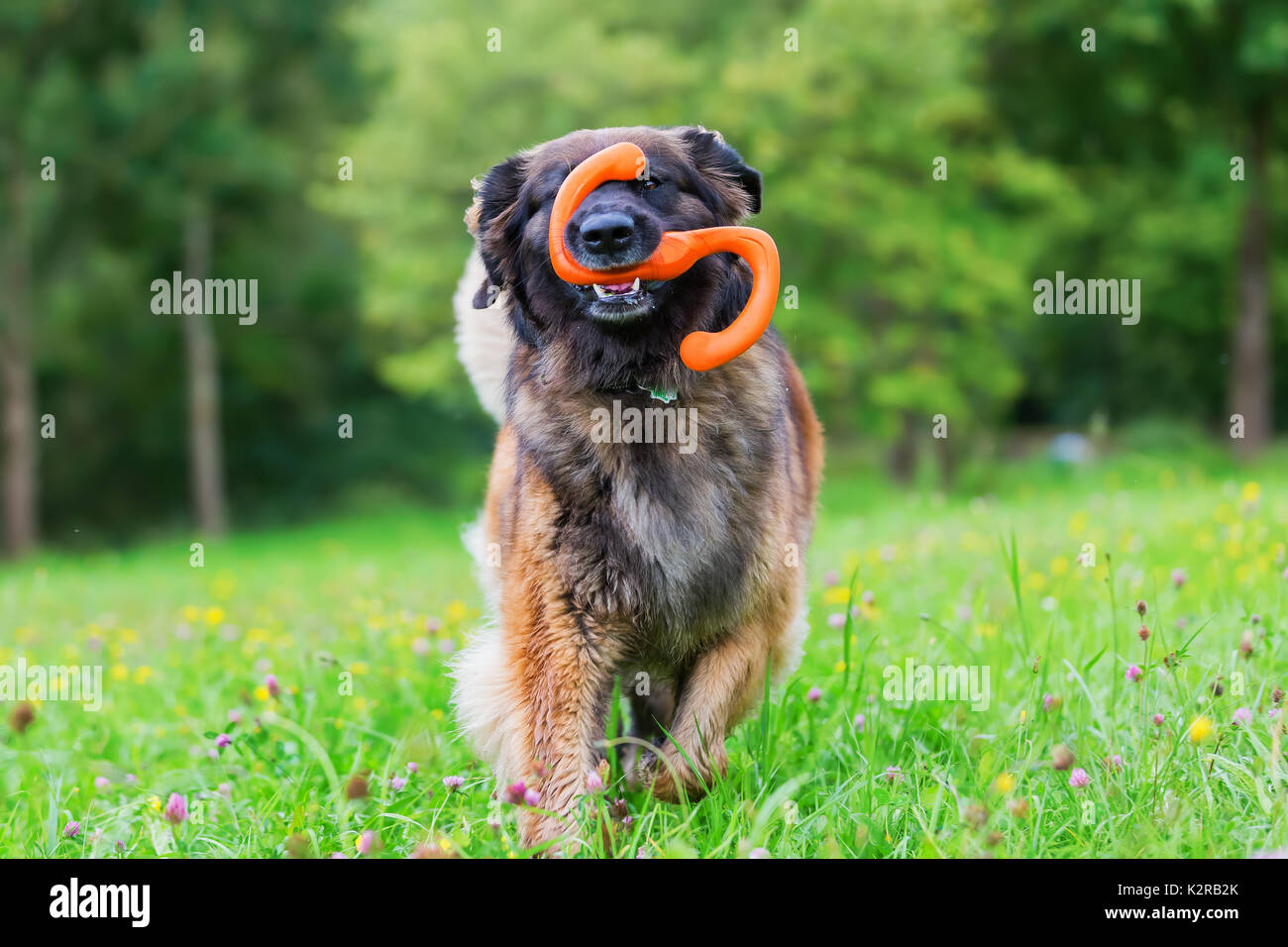 Leonberger running hi-res stock photography and images - Alamy