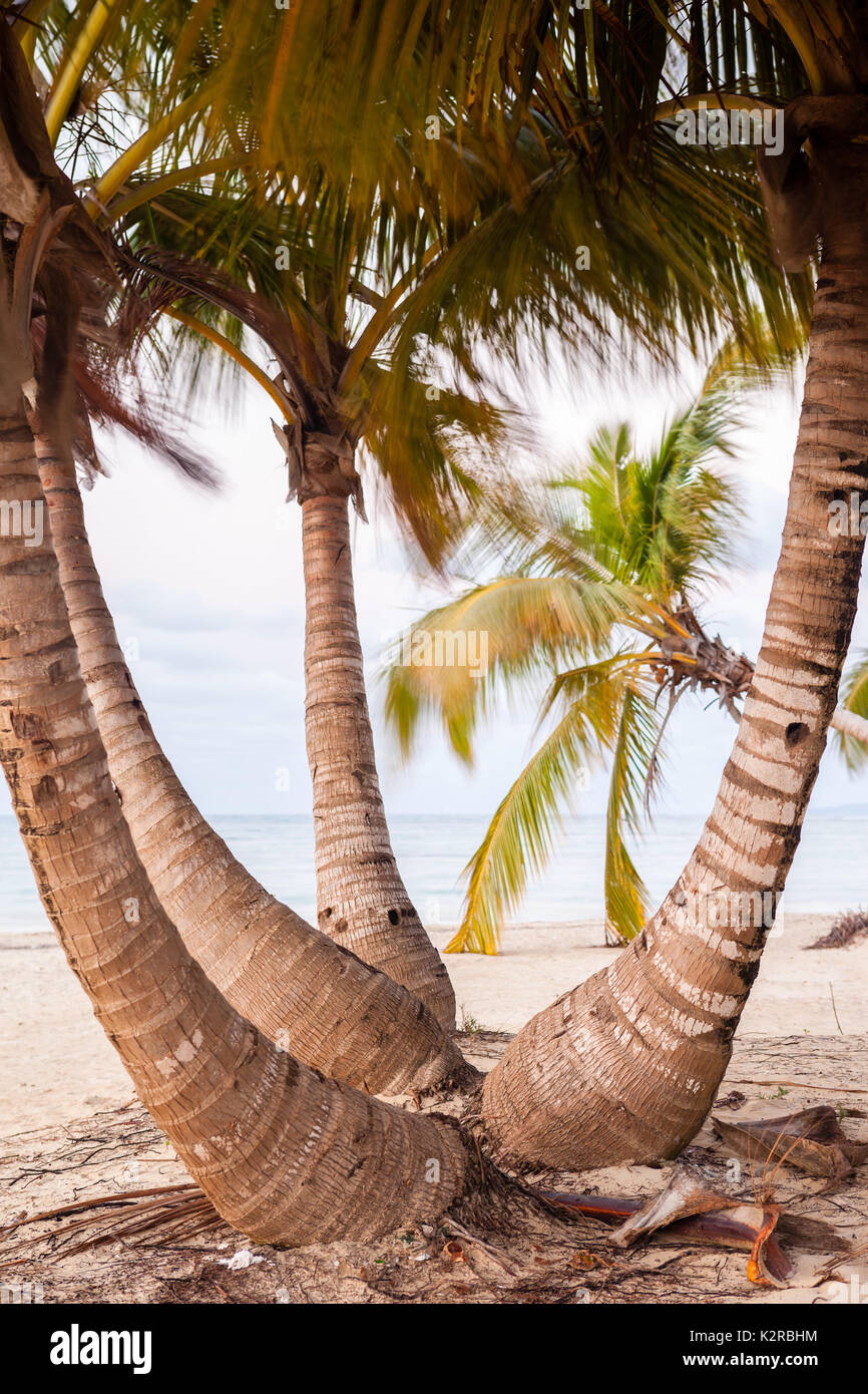 Long palms hi-res stock photography and images - Alamy
