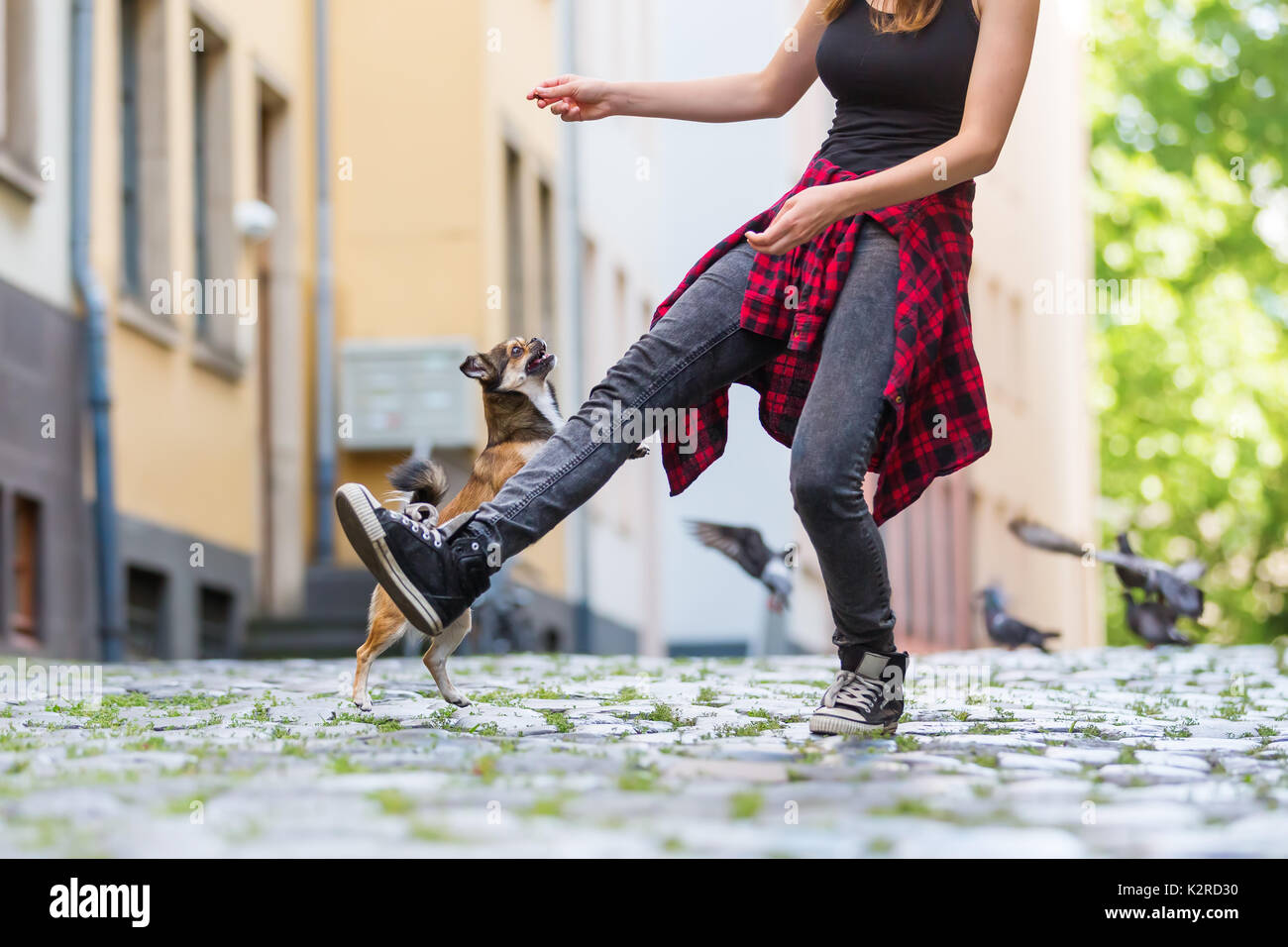 picture of a young woman who lets her small dog jumping over the leg ...